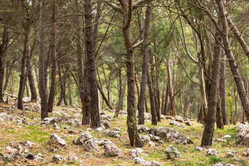 Stones in Forest, Sicily, Italy Stock Photo - Image of italian, forest ...