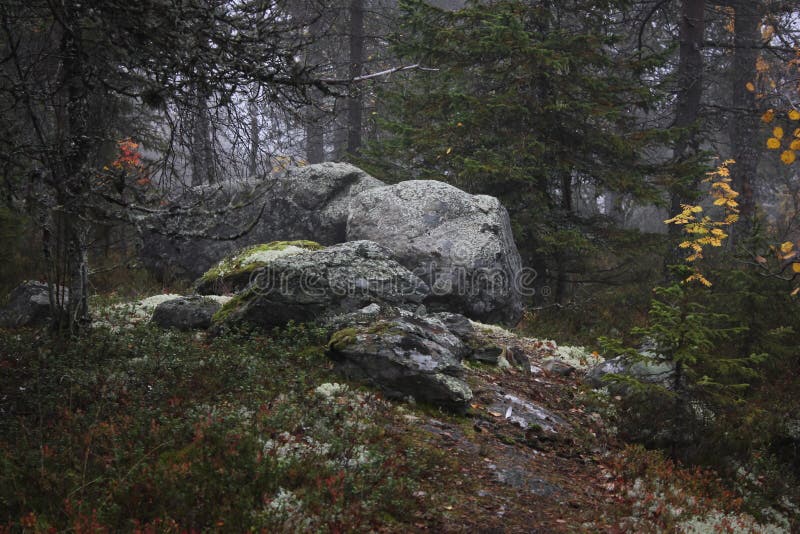 Stones in the forest stock photo. Image of leaves, mist - 54900262
