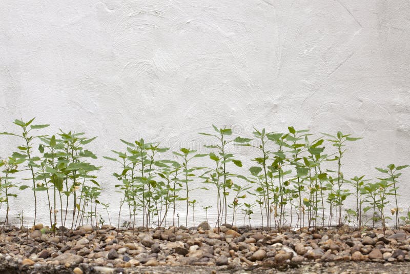 Stones and grass stock photo. Image of cobblestone, walkway - 96537832