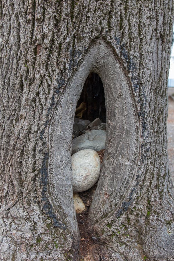 Stones Inside a Hollow in a Tree. Stock Image - Image of forest, hollow ...