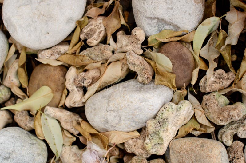 Zen Stones and Leaves with Water Drops Stock Image - Image of flora ...