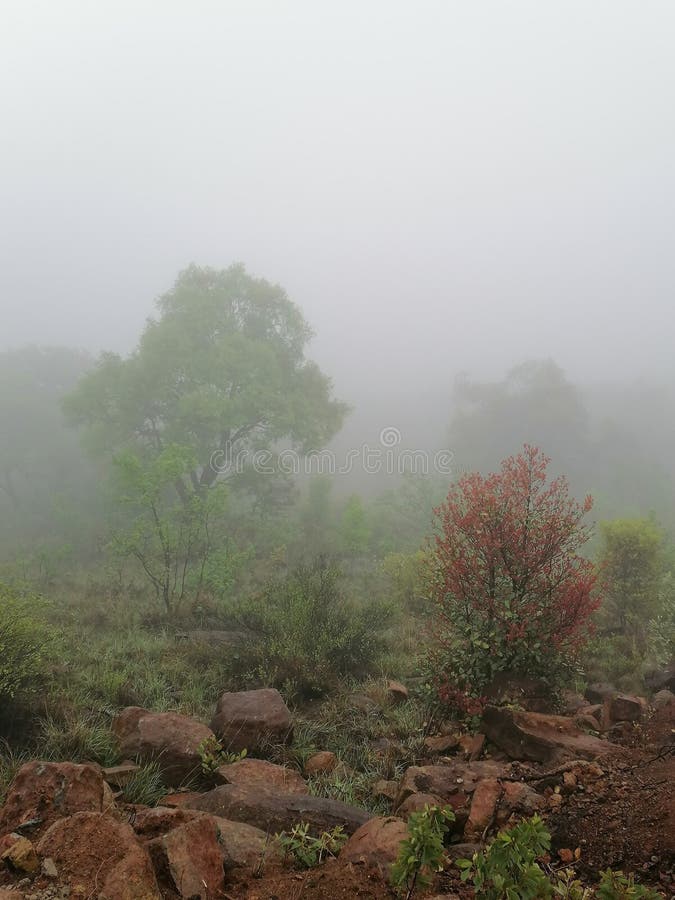 Stones Mist Small Bushes Fog Trees Stock Photo - Image of mist, bushes ...