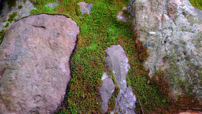 The Stones and Moss Under Trees Stock Photo - Image of nature, pattern ...