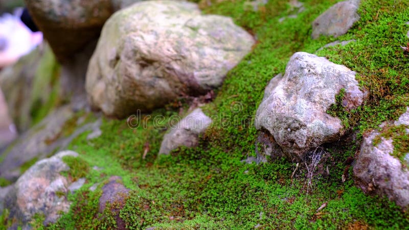 The Stones and Moss Under Trees Stock Image - Image of beautiful ...