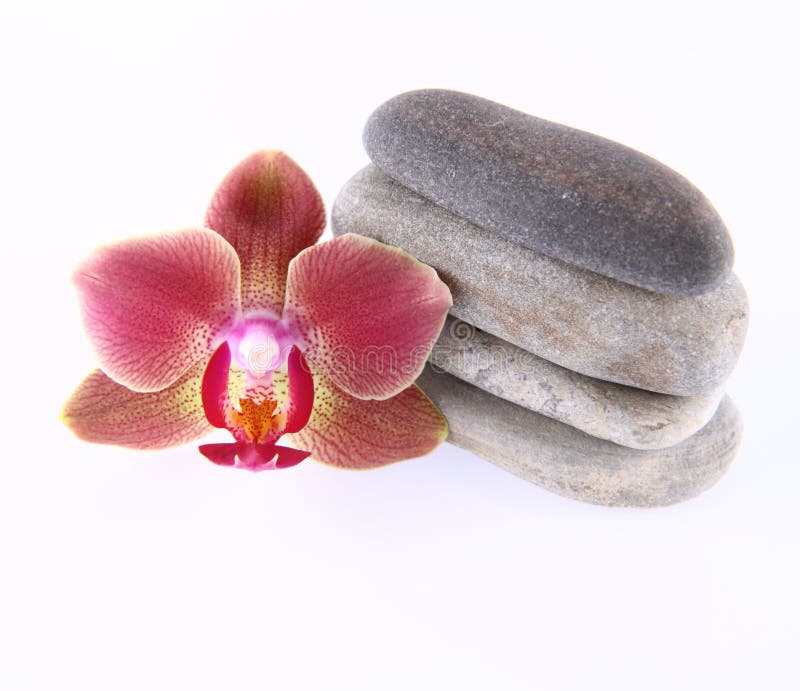 Stones and orchid stock image. Image of harmony, nature - 22121905