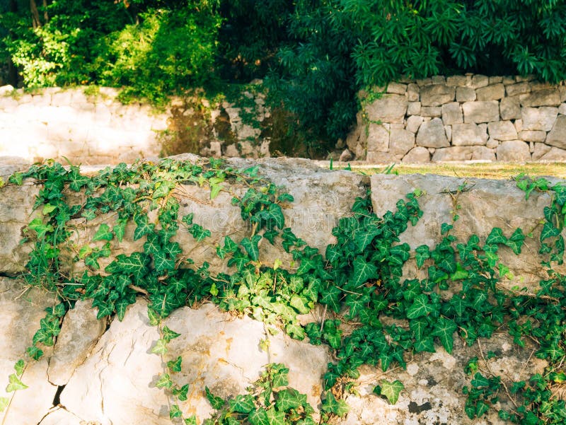 Stones Overgrown with Ivy. Texture of Wild Plants Stock Photo - Image ...