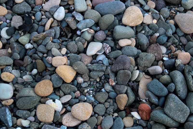 Pebbles and Sea Shells on a Shingle Beach Stock Image - Image of ...