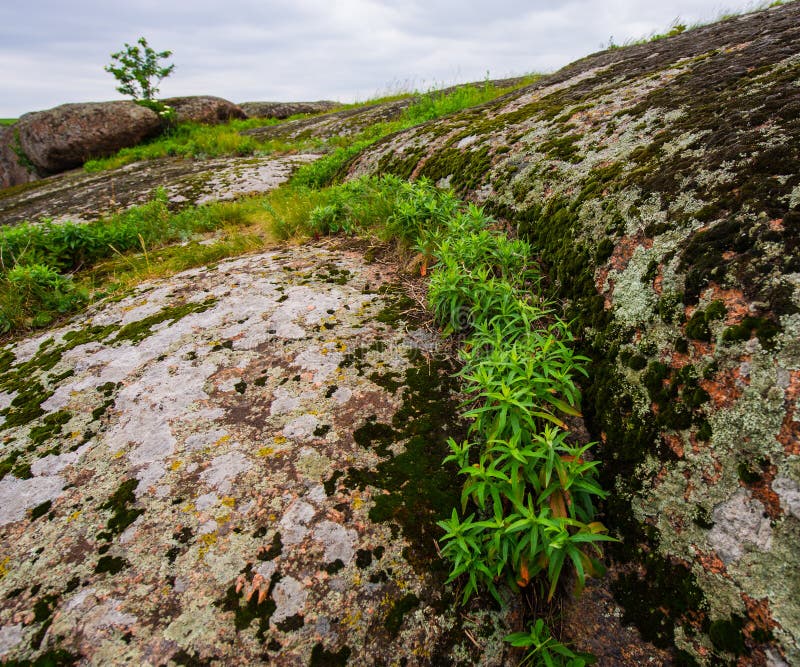 Stones and plants stock image. Image of natural, green - 52795051