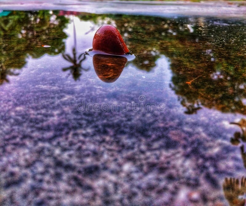 Stones on a puddle stock photo. Image of road, benefits - 345494898