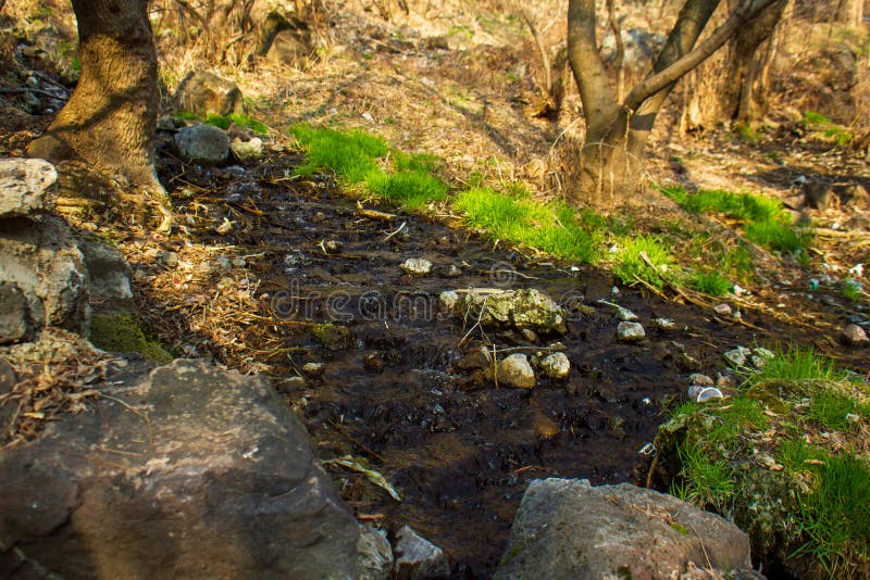 Stones in River in the Forest Stock Photo - Image of beautiful, creek ...