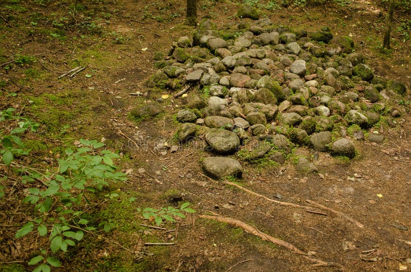 Stones, Roots and Trees in Forest, Pokaini, Latvia Stock Photo - Image ...