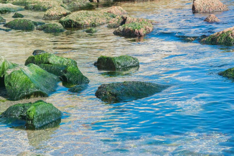 The Stones on the Sea Shore, Covered with Green Mud and Algae Stock ...