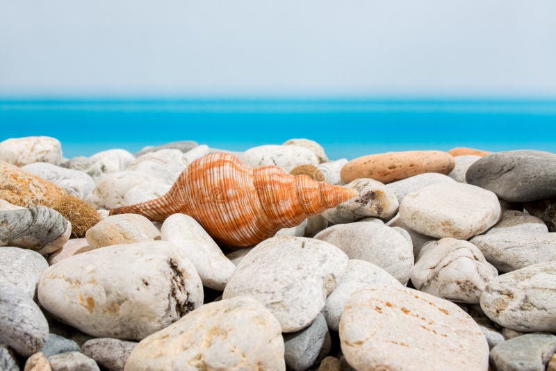 Stones and Seashell on the Beach with Stock Photo - Image of stones ...