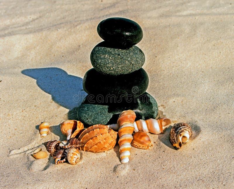 Collection of Marine Conches And Shells Photos - Dreamstime ID:40846