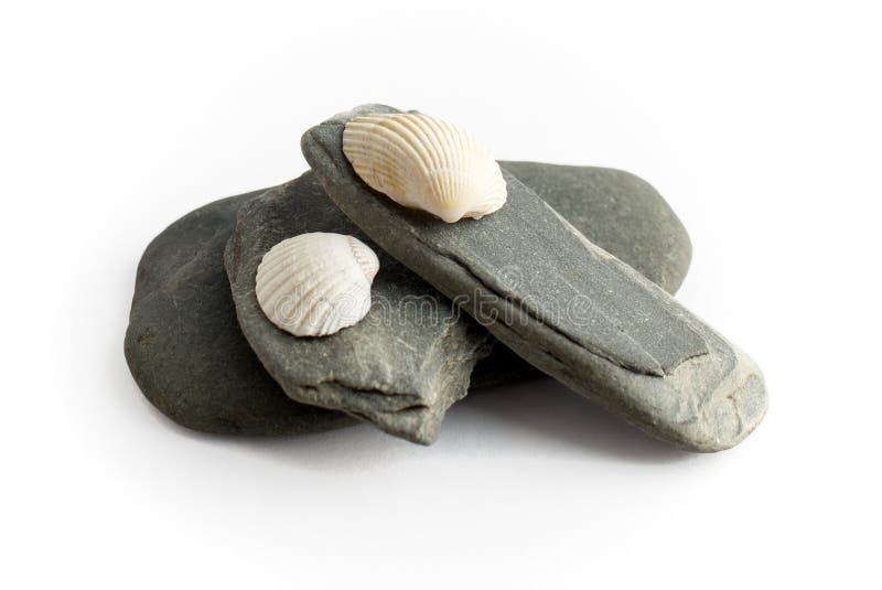 Stones and seashells stock photo. Image of molluscs, white - 44183912
