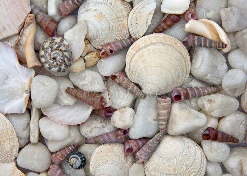 Shells on the sand stock image. Image of background, pebbles - 24787763