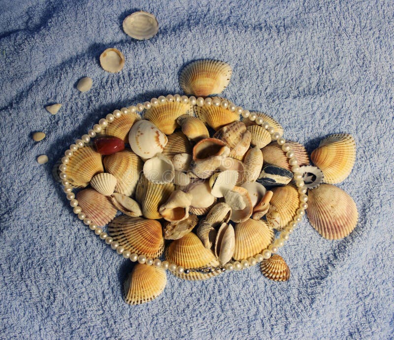 Stones and shells stock image. Image of diversity, island - 62757503