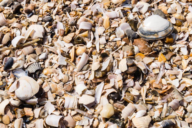 Stones ans shells stock photo. Image of mineral, color - 170948410