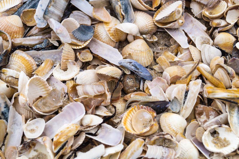 Stones ans shells stock photo. Image of gemstone, mineralogy - 170948698