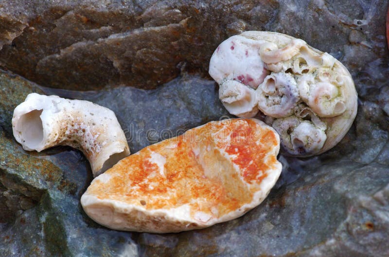 Stones and shells in beach stock image. Image of sandy - 55777985