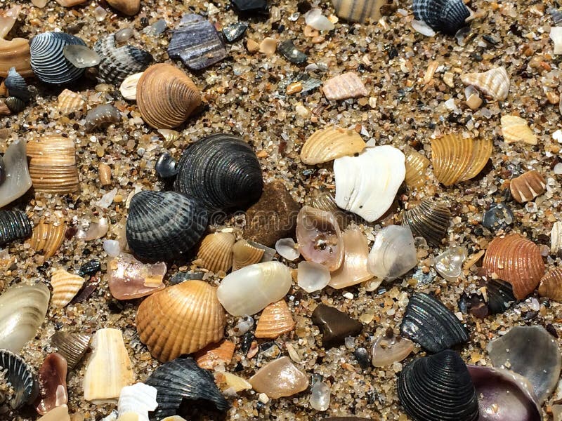 Stones and Shells on a Beach Stock Image - Image of crushed, frame ...