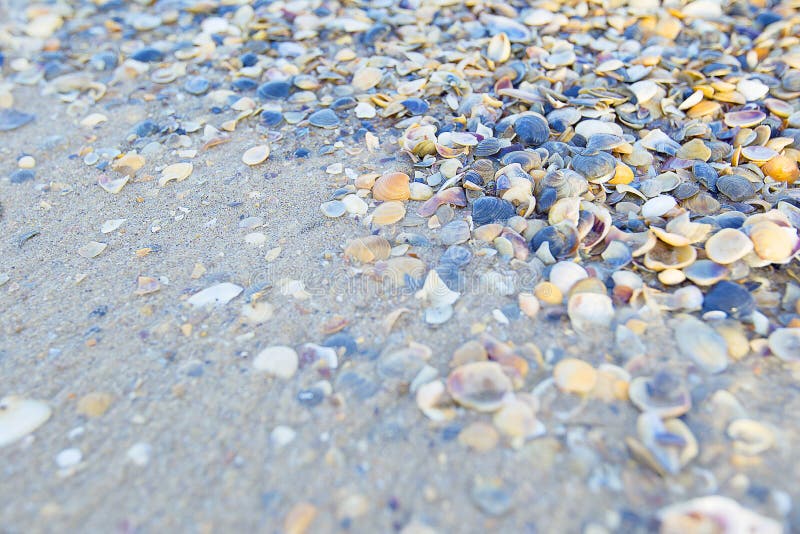 Stones and shells on sand stock image. Image of closeup - 167581239