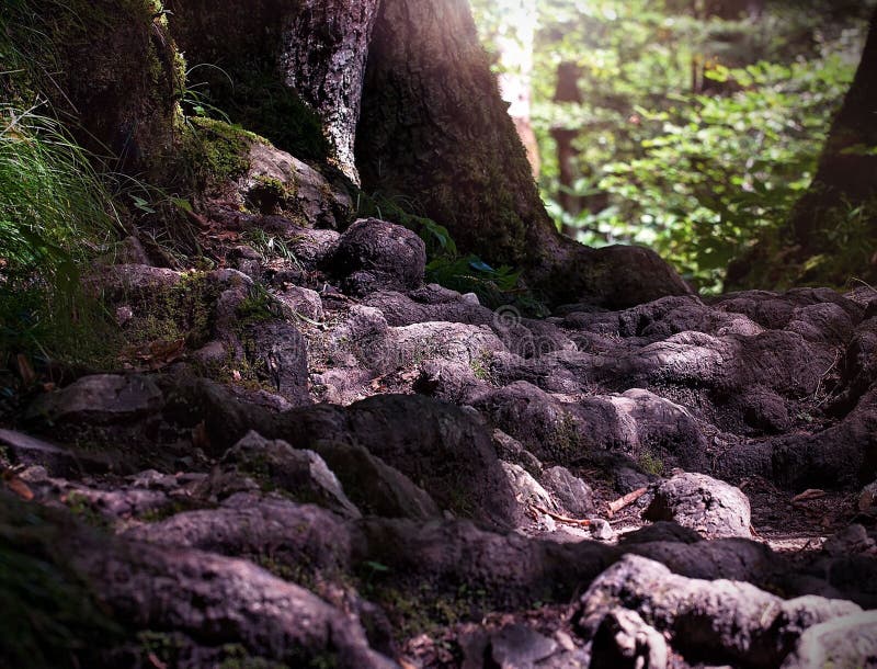Stones and Tree Roots in the Forest Stock Photo - Image of outdoor ...