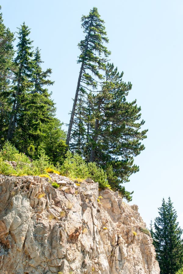 And on Stones Trees in Bulgaria Stock Photo - Image of monument ...