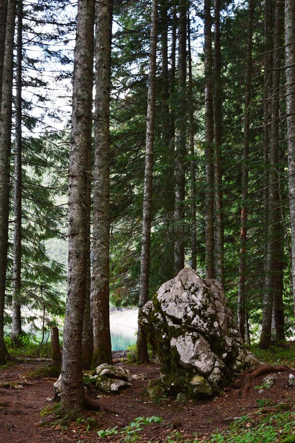 Stones and Trees in the Forest Stock Image - Image of grove, wilderness ...