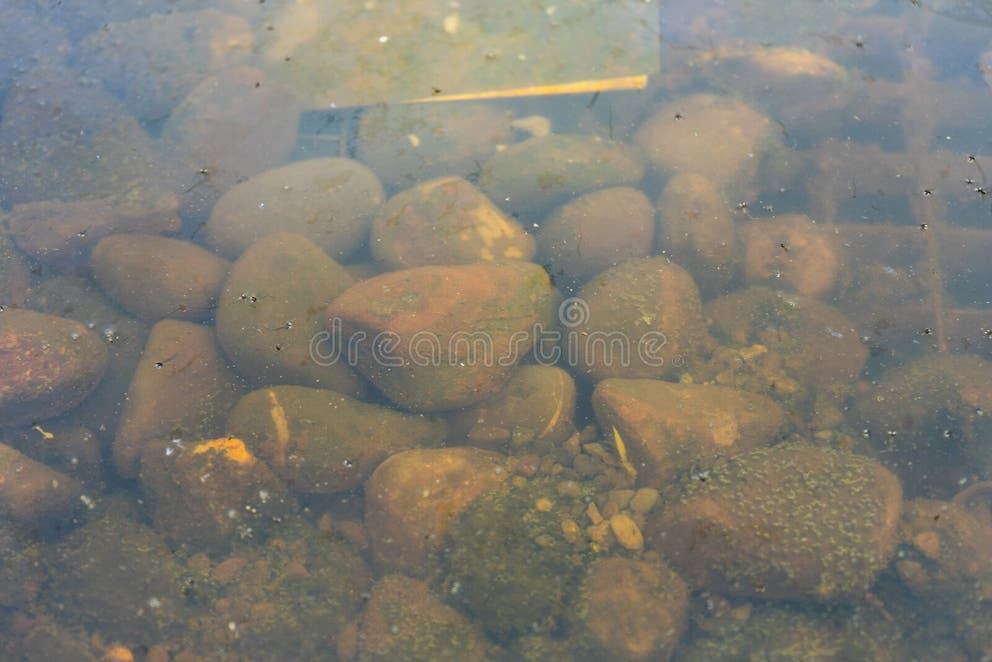 Stones under mud water stock photo. Image of sand, pebble - 122885592