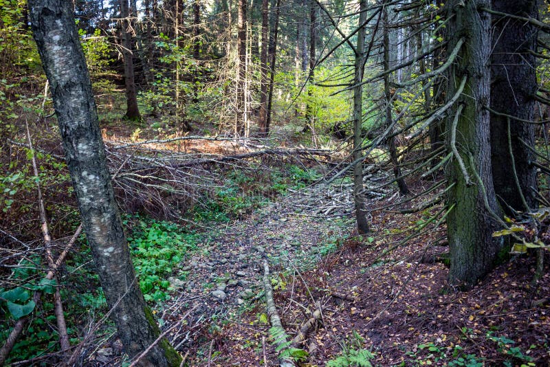 Stony Bed of a Dry Forest Stream in Summer Stock Photo - Image of ...