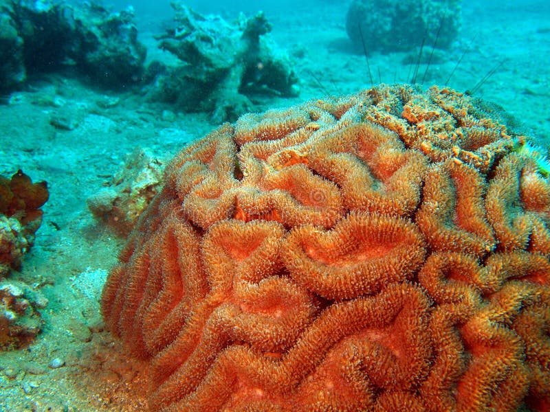 Stony coral stock image. Image of world, animals, coral - 20362797