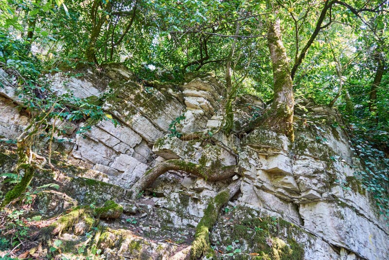 Stony Rock Wall in Forest with Overhanging Foliage and Green Grass ...