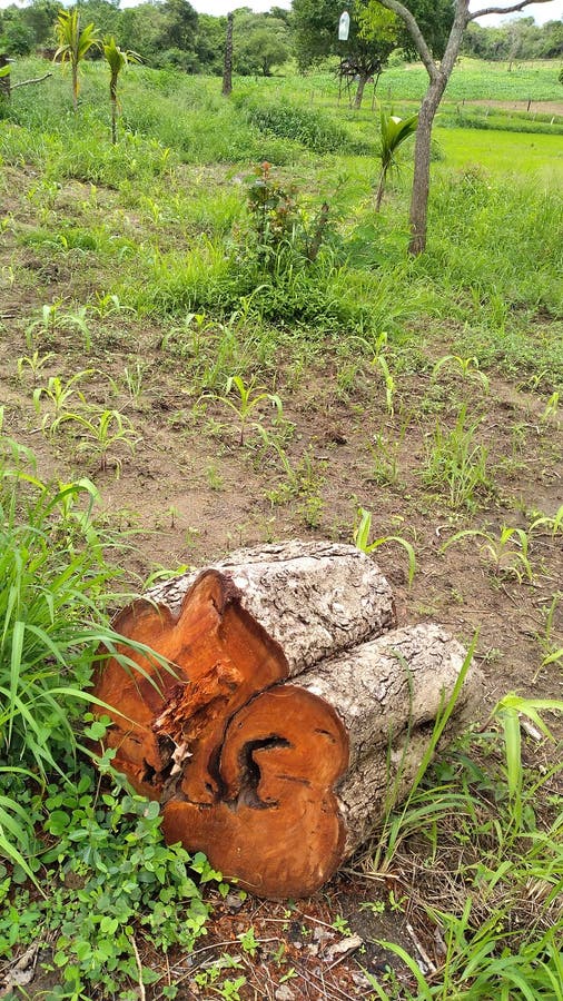 142 Stop Cutting Tree Stock Photos - Free & Royalty-Free Stock Photos ...