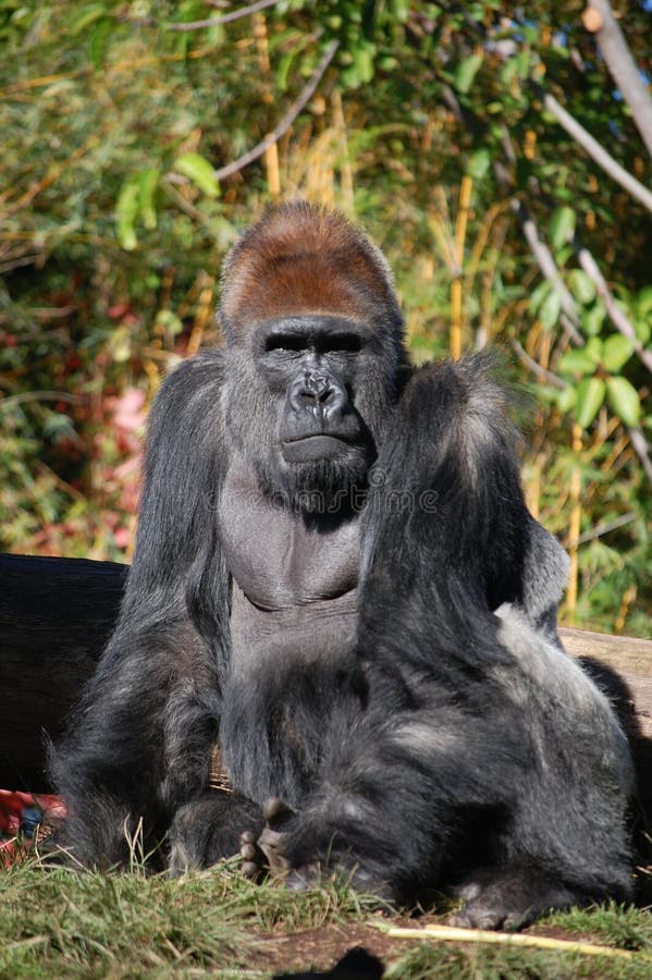 Stop looking at me stock photo. Image of forest, animal - 8176276