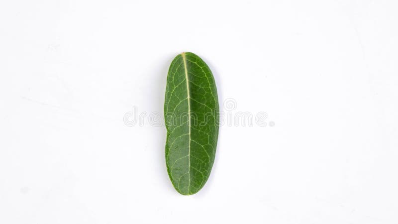 Stop Motion of Different Green Leaves of Tropical Plants Isolated on ...
