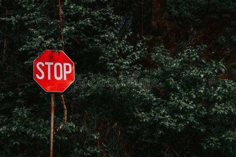 STOP Road Sign in Front of Trees Stock Image - Image of wood, trees ...