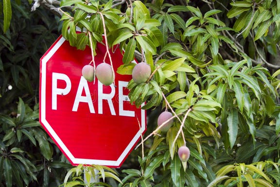 Stop sign stock photo. Image of information, brazil, mango - 27699306