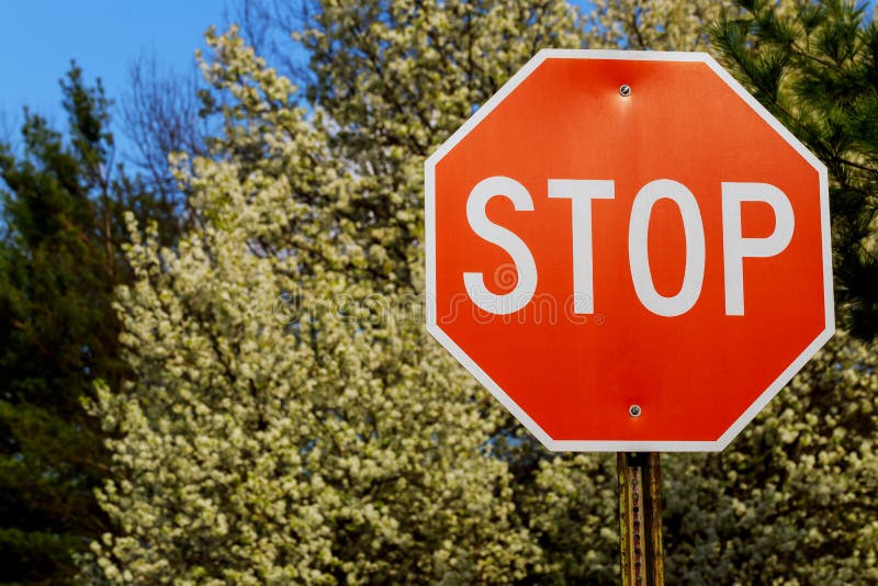 Stop Sign with Blooming Tree at Springtime Stock Photo - Image of ...