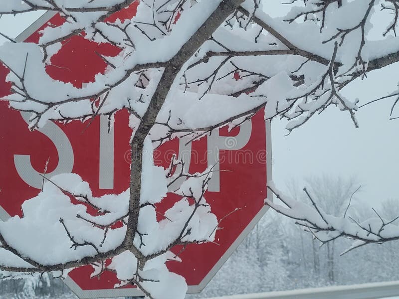 A Stop Sign is Covered in Snow Under the Branches of a Tree Stock Photo ...