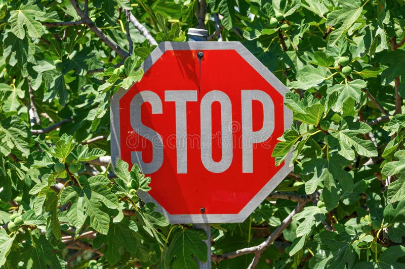 Stop Sign in Fig Tree Treetop Stock Photo - Image of greece, street ...