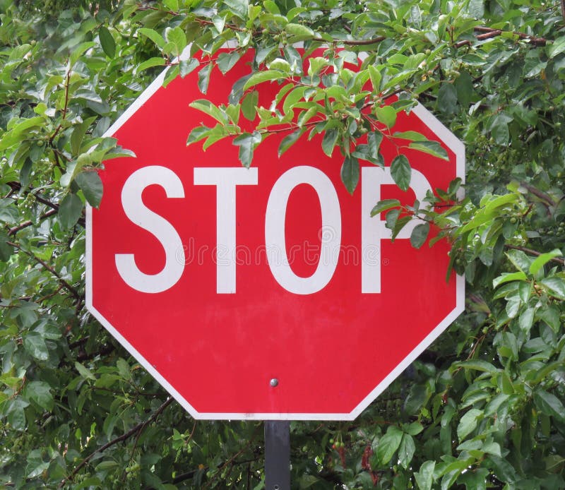 Stop Sign Surrounded by Leaves. Stock Photo - Image of green, street ...
