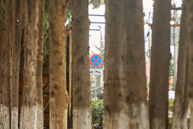 Stop Sign between the Trees Stock Photo - Image of pass, speed: 235173970