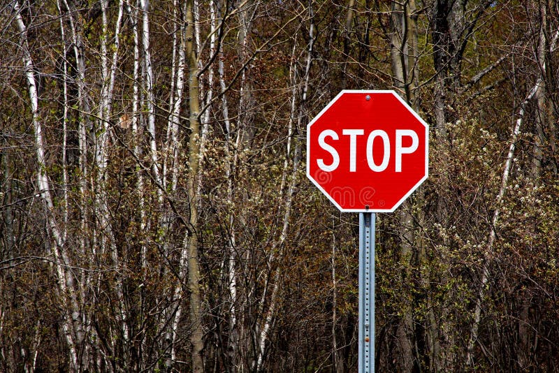 Stop sign and trees stock image. Image of birch, front - 184133083