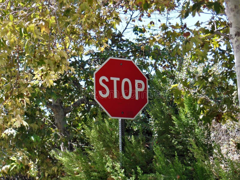 Stop Sign in the Trees stock image. Image of signage - 228898345