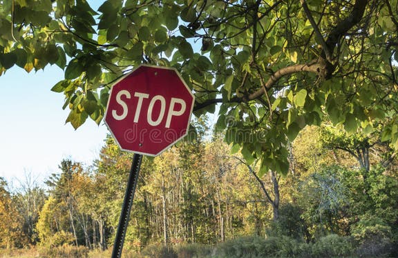 Stop sign under tree limb stock photo. Image of sign - 105903814