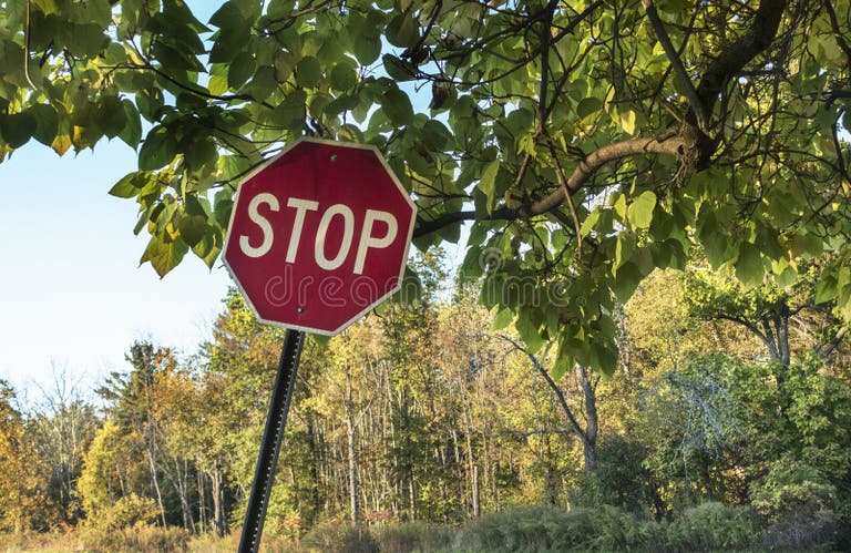 Stop sign under tree limb stock photo. Image of sign - 105903814