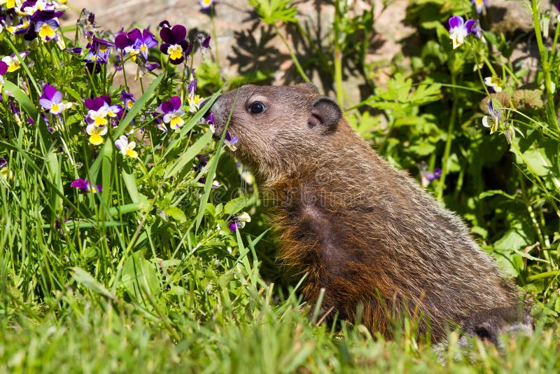 Groundhogs and Flowers in the Slopes of Grass Stock Image - Image of ...