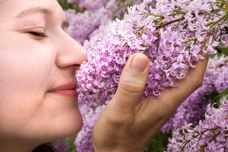 Stop and Smell the Lilacs stock image. Image of beauty - 2492419