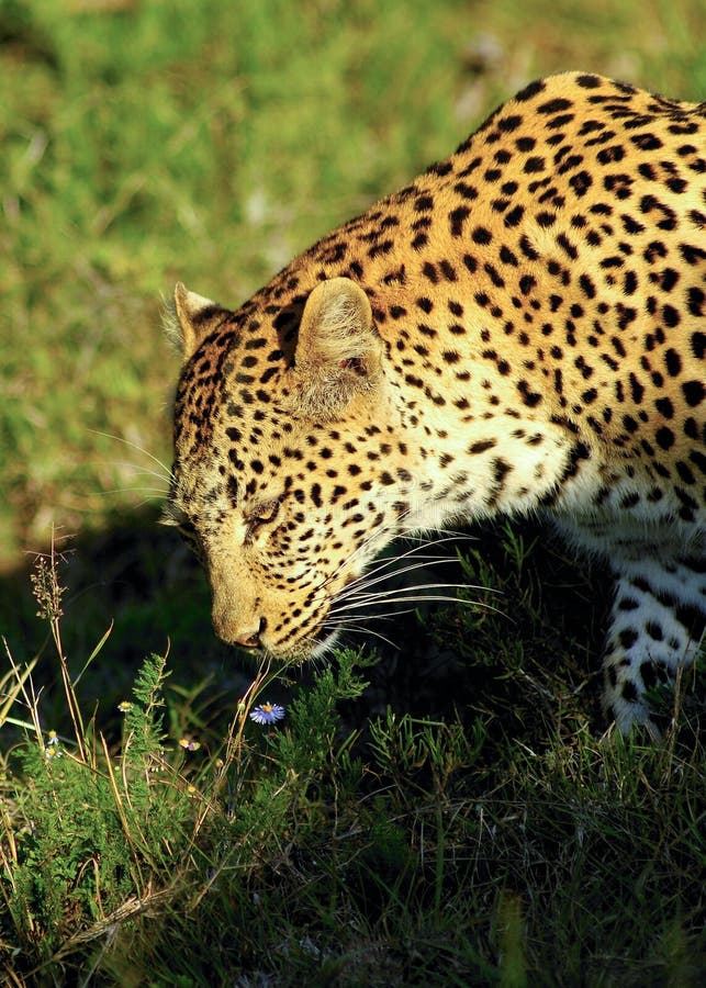 Flower Shamwari Stock Photos - Free & Royalty-Free Stock Photos from ...